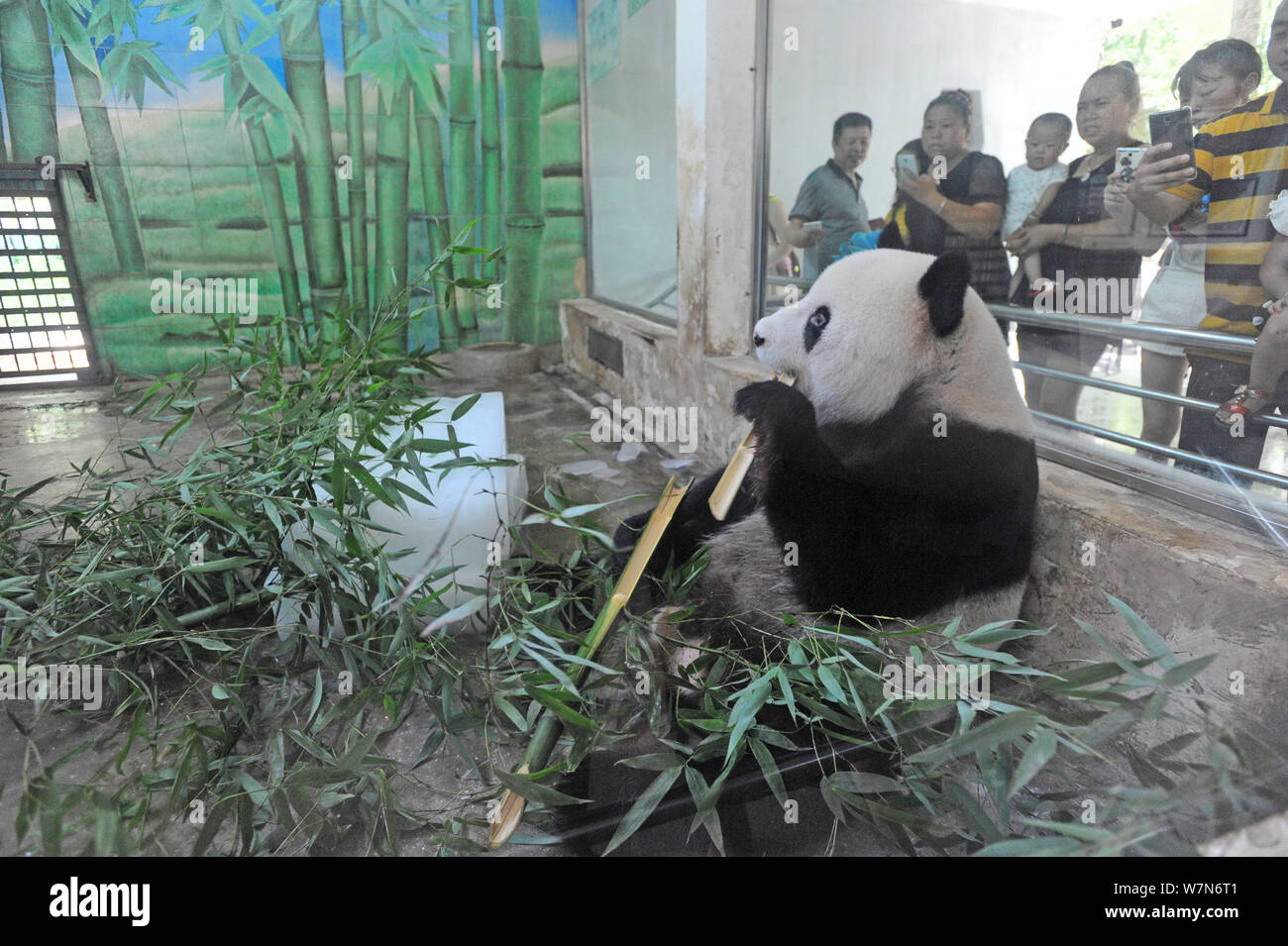 Giant panda Weiwei eats bamboo shoots around huge ice blocks to cool ...