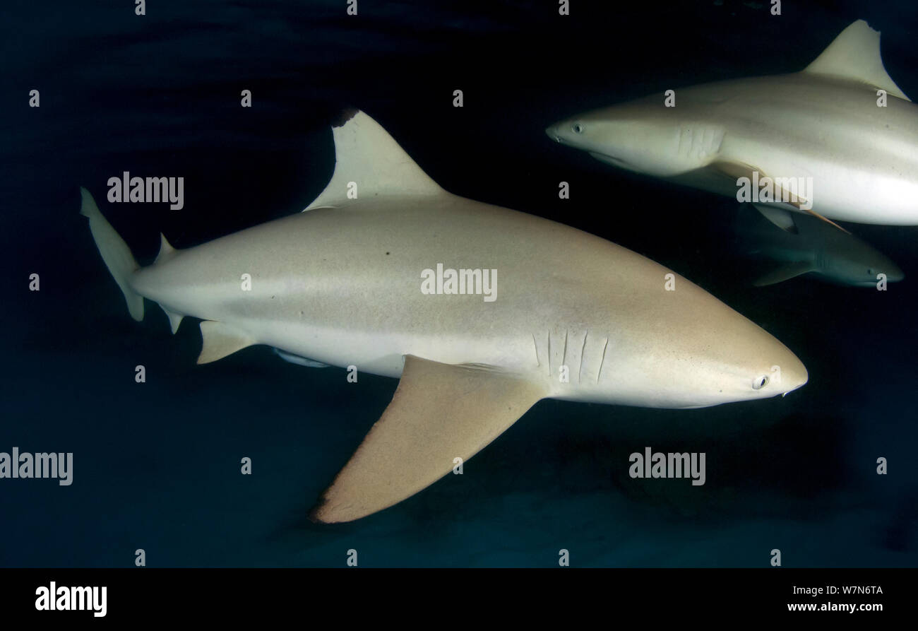 Blacktail reef shark carcharhinus wheeleri hi-res stock photography and ...