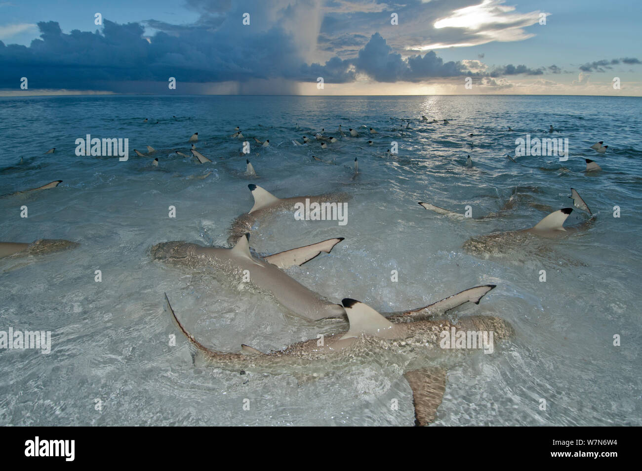 Blacktail reef shark carcharhinus wheeleri hi-res stock photography and ...