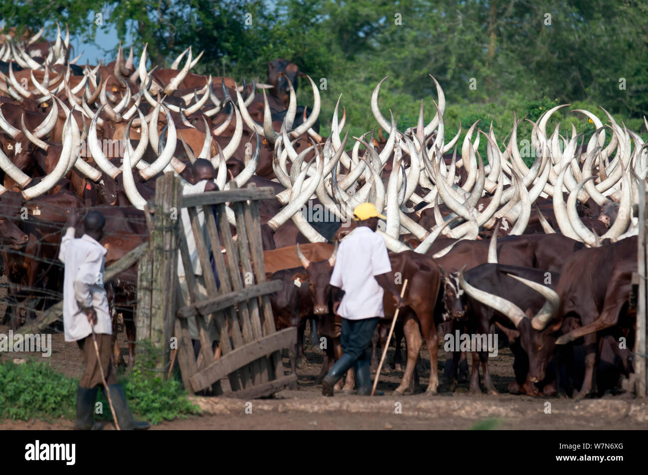 Bahima hi-res stock photography and images - Alamy