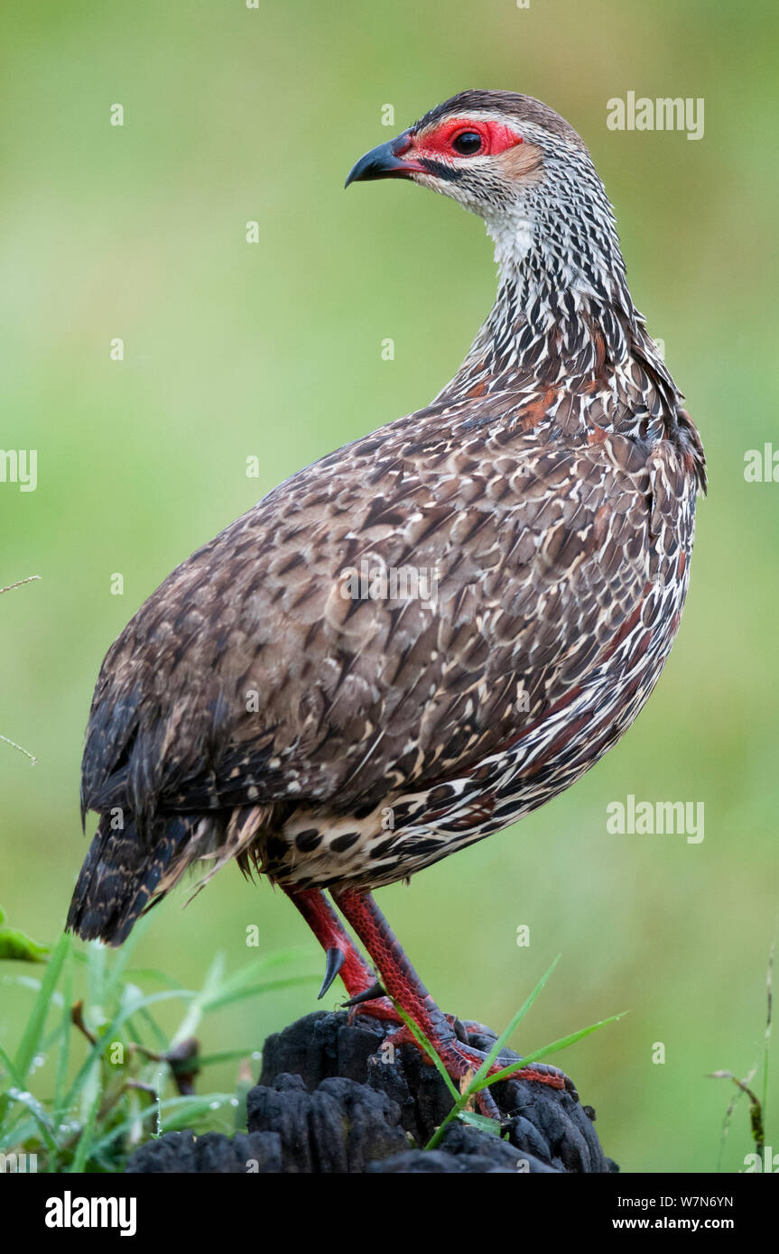 Clapperton's Francolin (Francolinus clappertoni), Kidepo National Park ...
