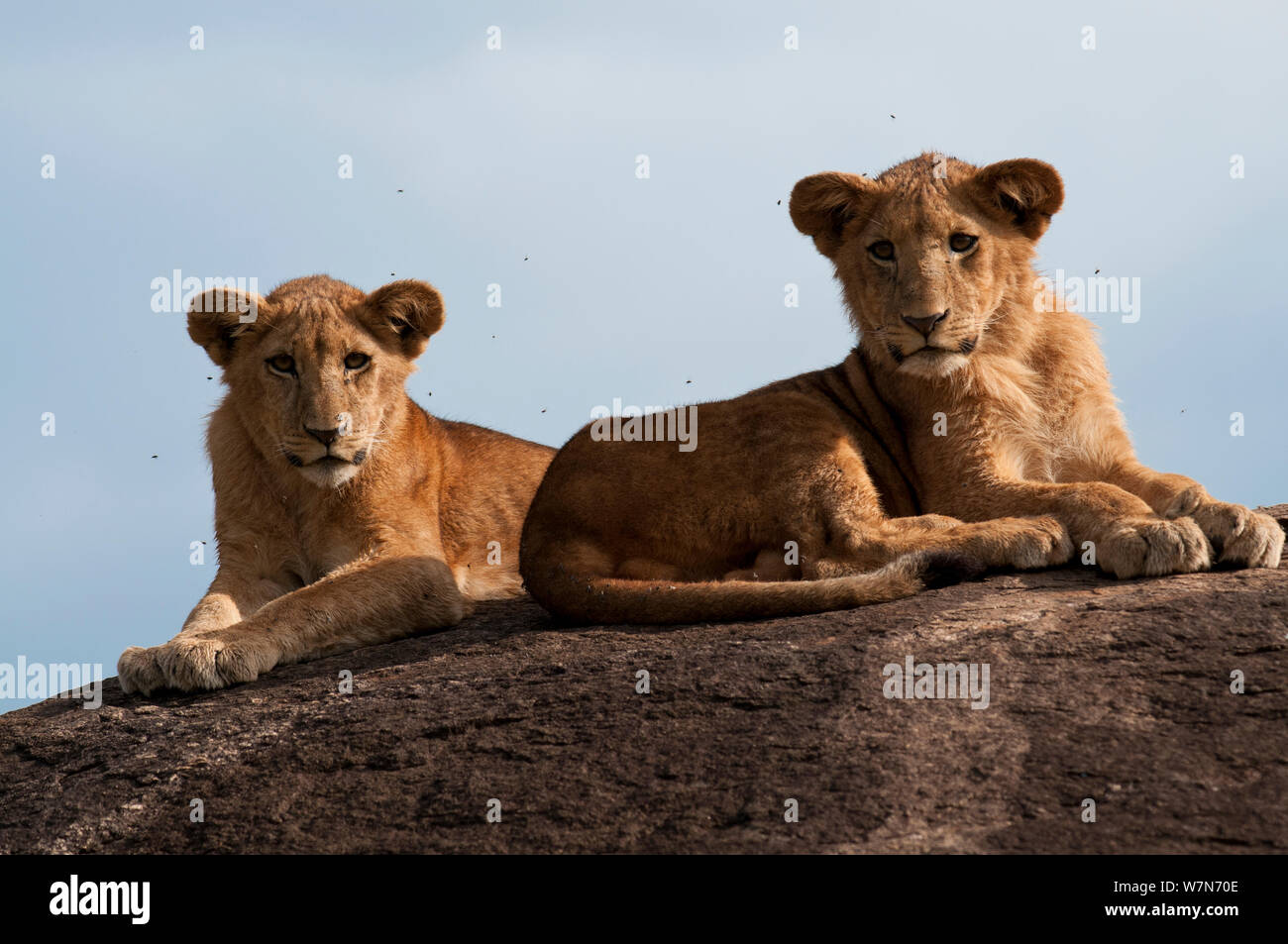 African lion (Panthero leo) cubs resting on rock, Kidepo National Park ...