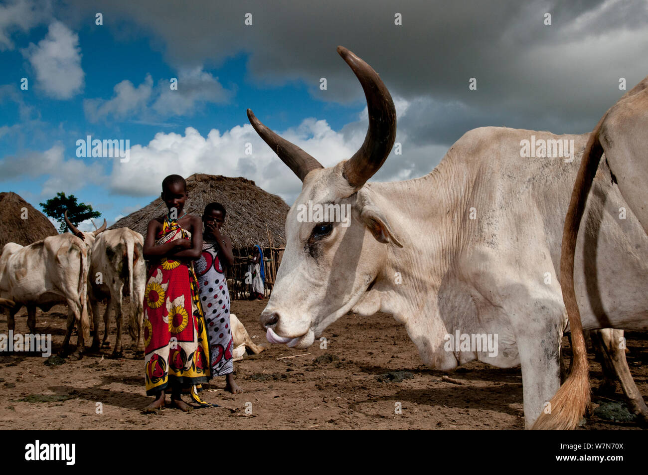 Orma village, pastoralist tribe children next to cattle, living in Tana ...