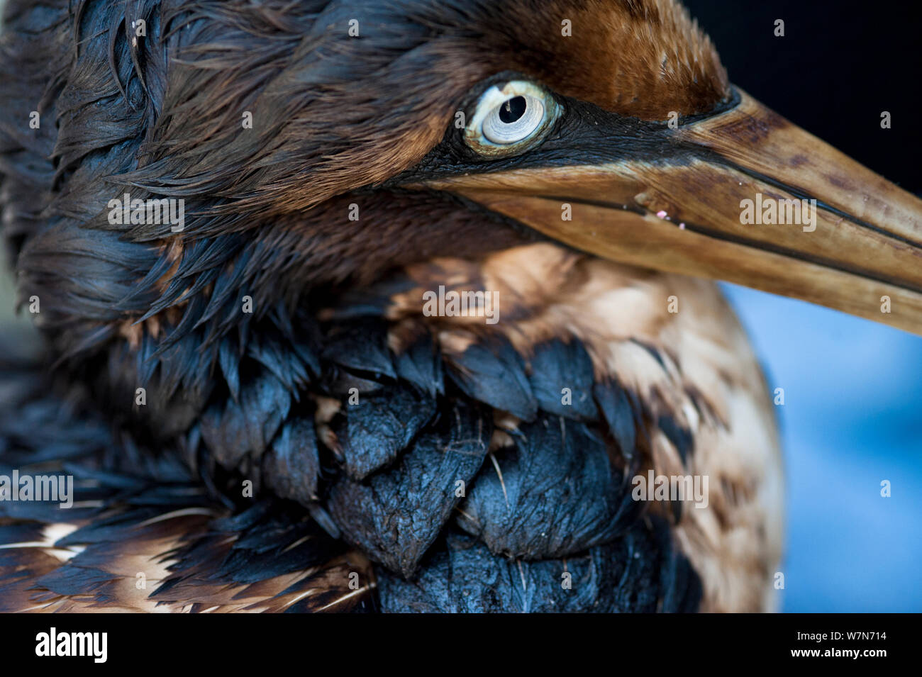 Cape gannet (Morus capensis) covered in oil, in rehabilitation at the ...