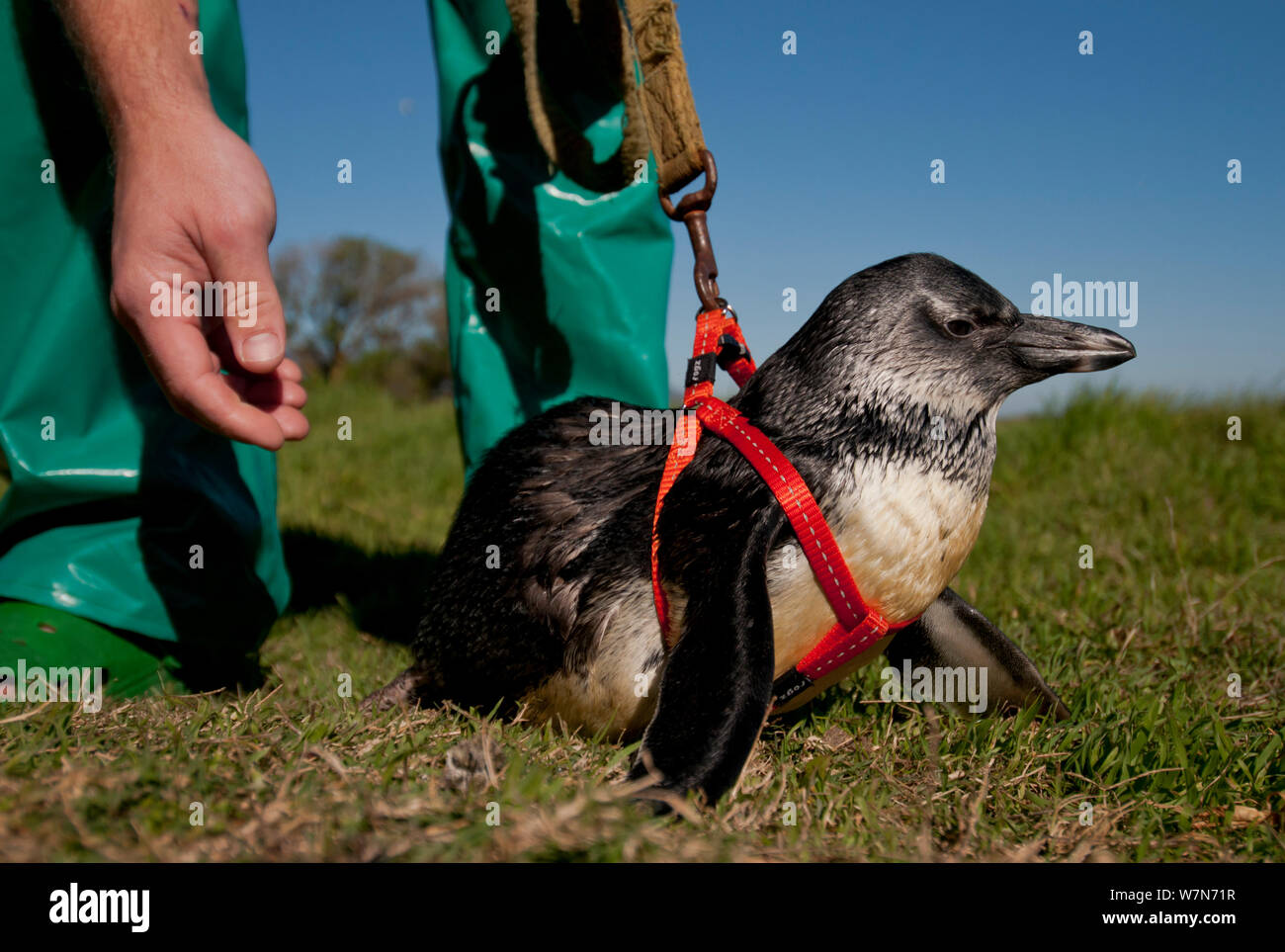 Deformed back hi-res stock photography and images - Alamy