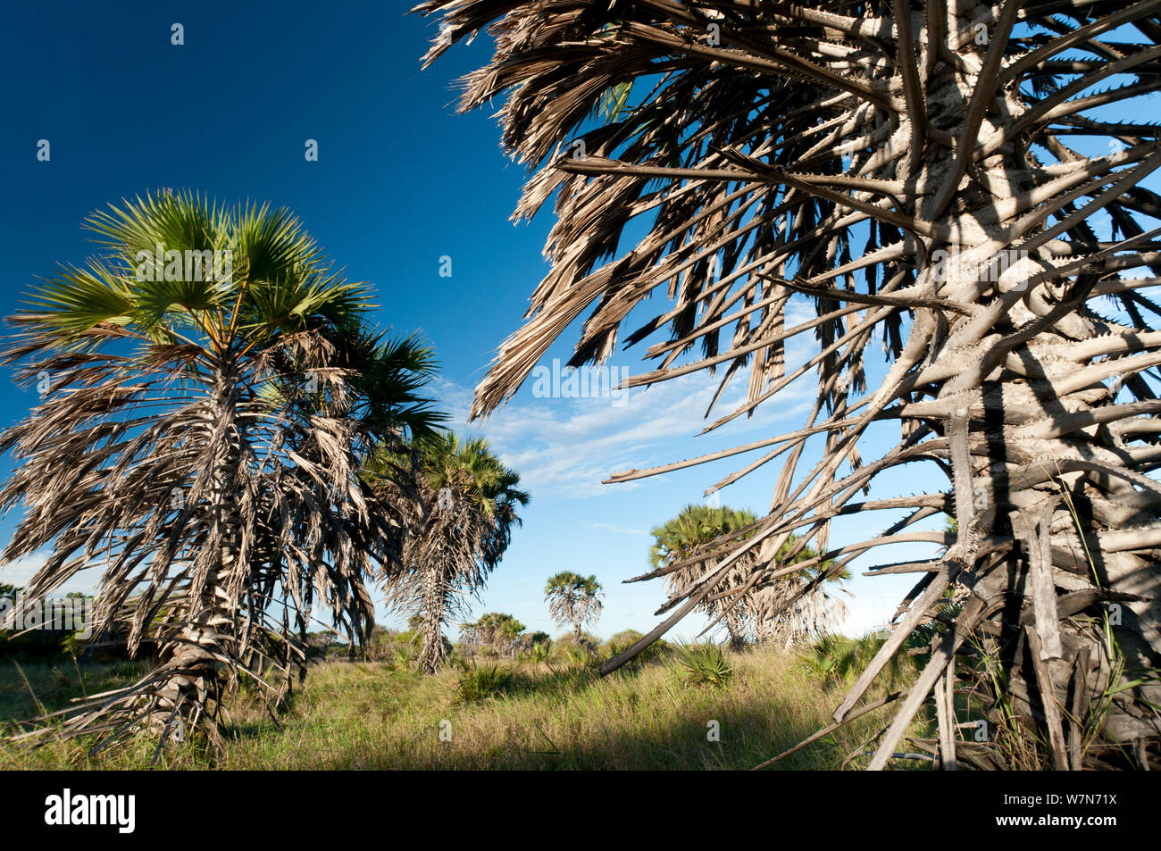 Doum palm (Hyphaene compressa) growing in Tana River delta, Kenya, East ...