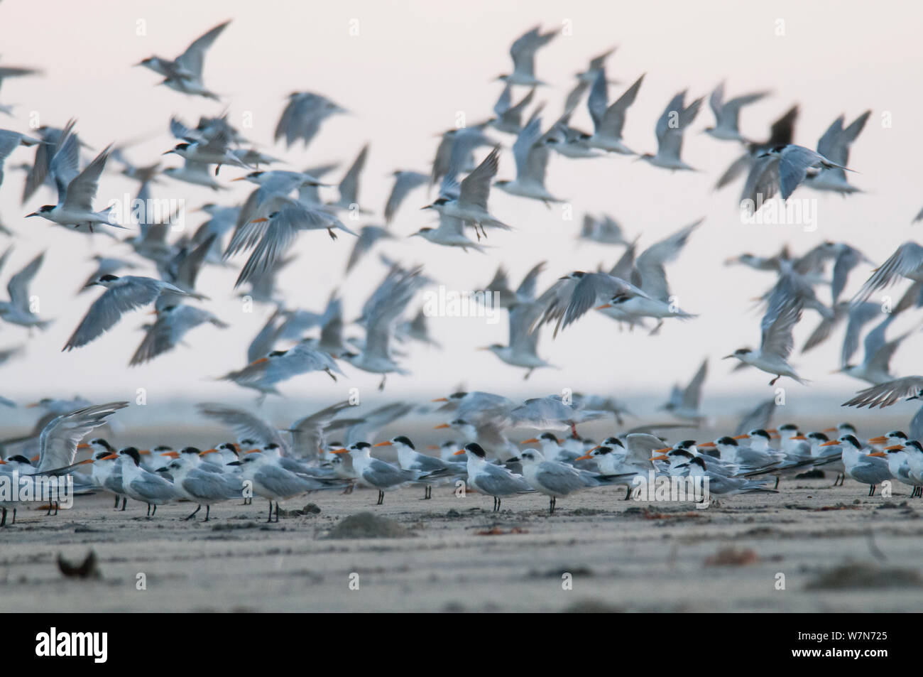 Lesser Crested terns (Thalasseus bengalensis) and Saunder's tern ...