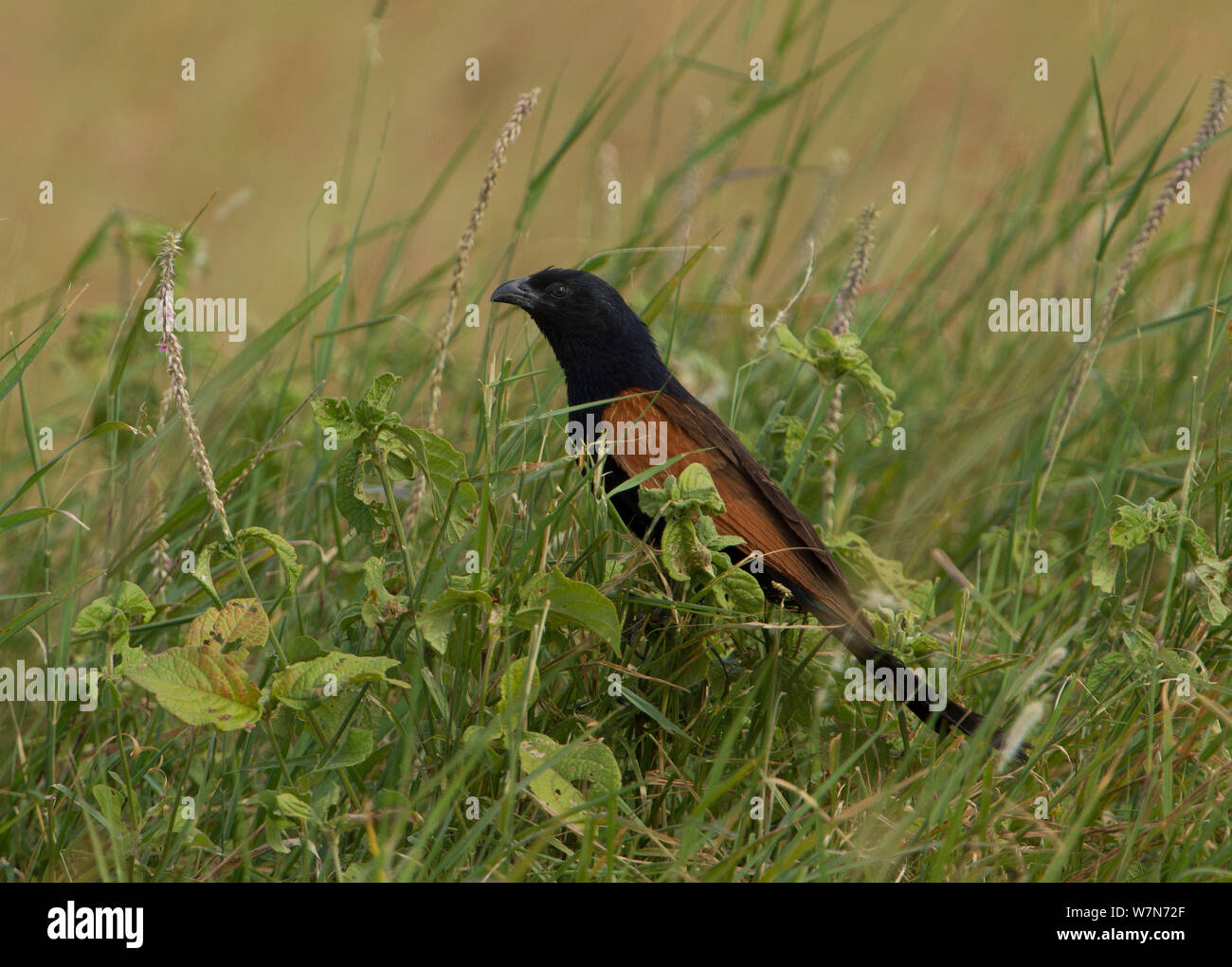 Centropus grillii hi-res stock photography and images - Alamy