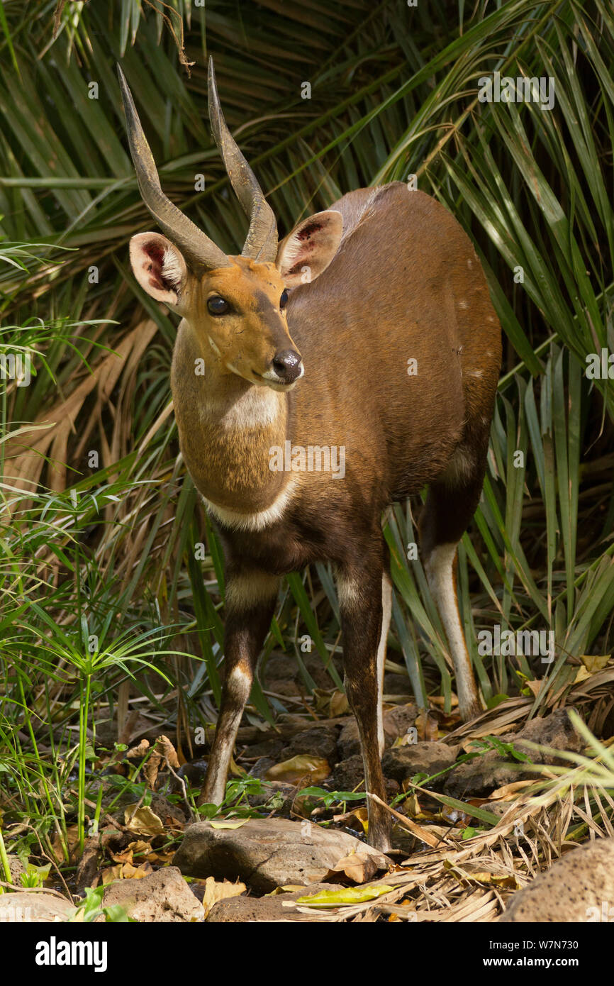 Bushbuck (Tragelaphus scriptus), mature male with scars, amongst ...
