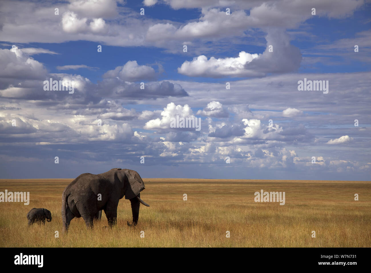 Elephants on horizon hi-res stock photography and images - Alamy