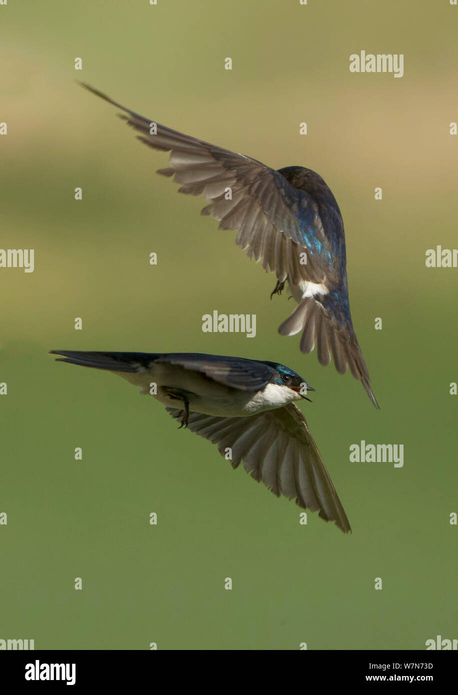 Tree Swallows (Tachycineta bicolor) in flight. Aurora, Colorado, USA ...