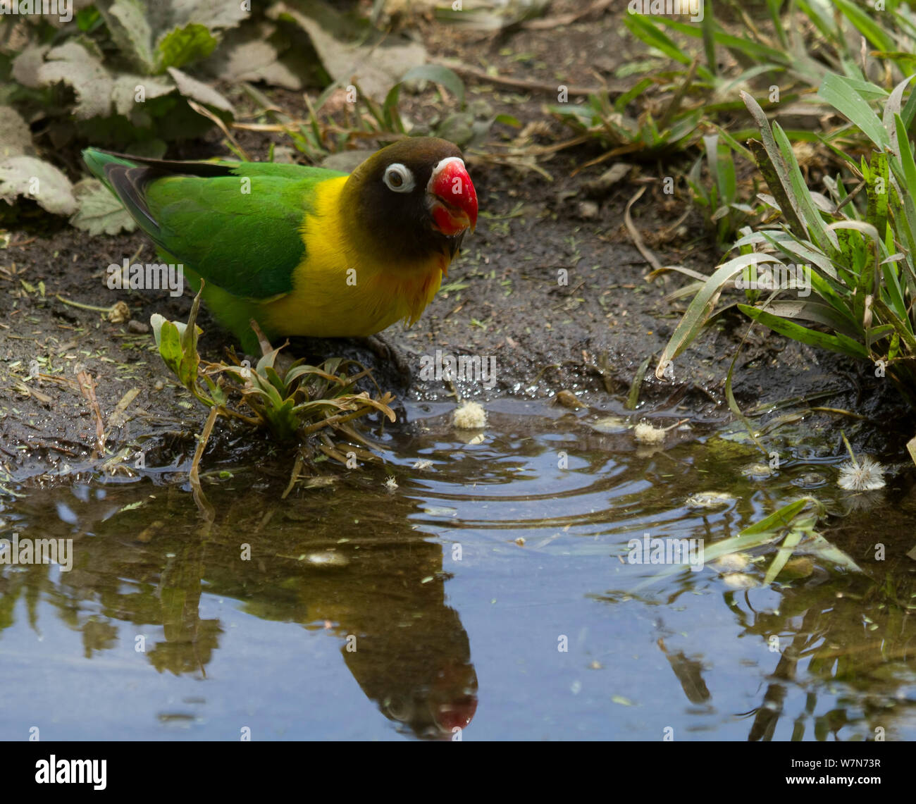 Parrots of africa hi-res stock photography and images - Alamy