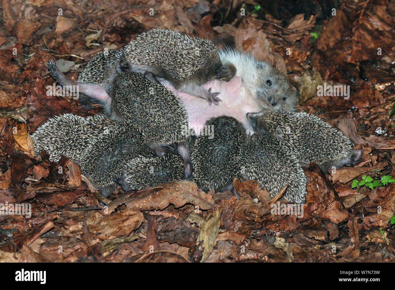 Hedgehog (Erinaceus europaeus amurensis) suckling young. Russia ...