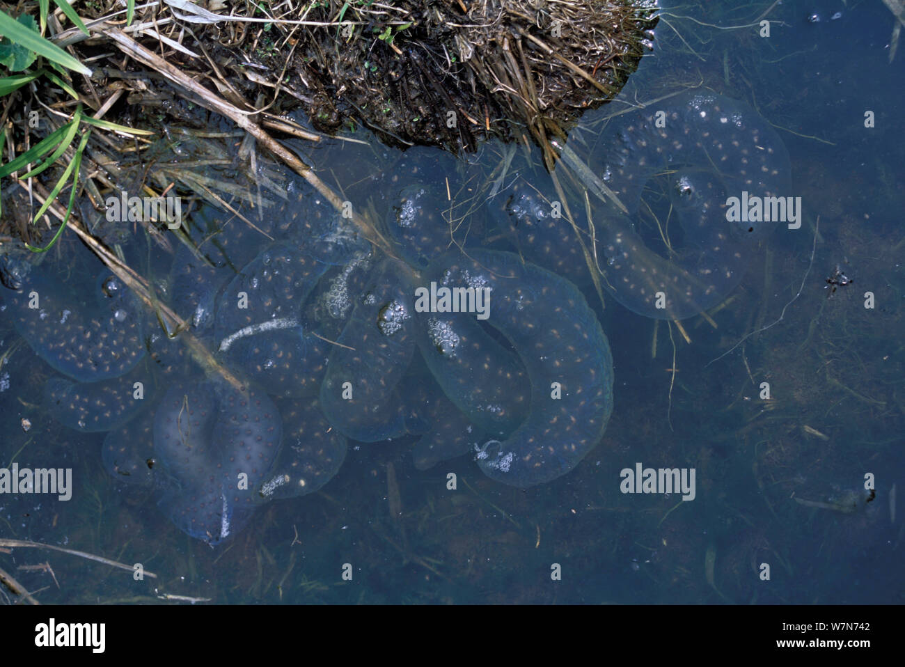 Spawn of Siberian Salamander (Salamandrella keyserlingii) in water ...