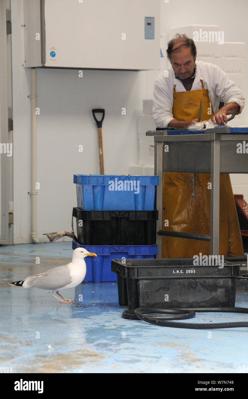 Cornwall fish warehouse hi-res stock photography and images - Alamy