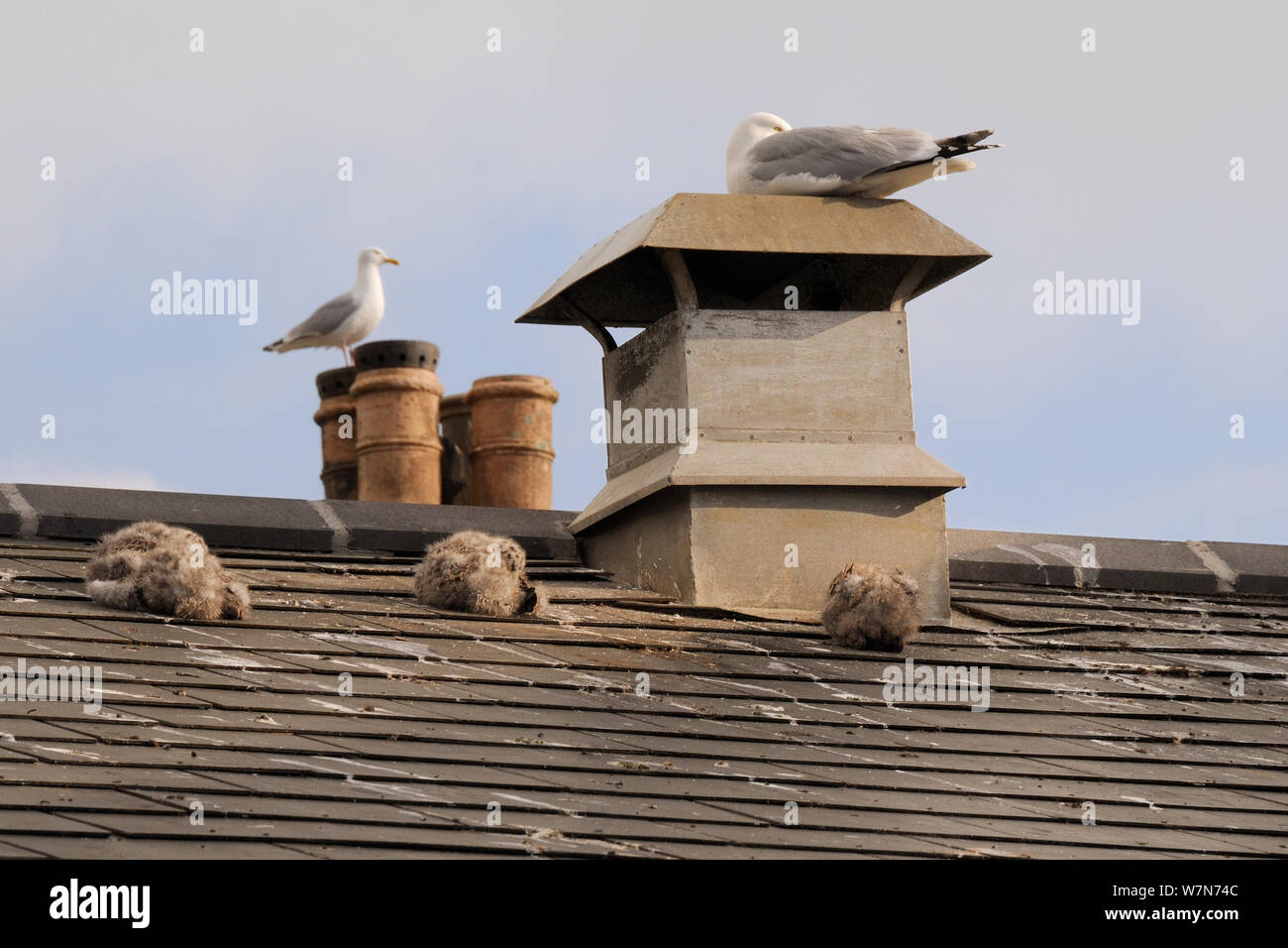 Sleeping gulls hi-res stock photography and images - Alamy