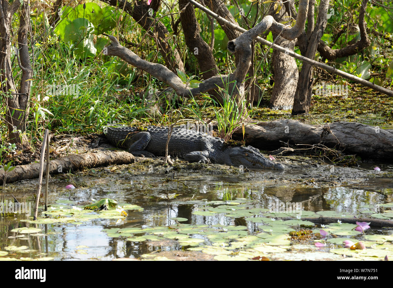 Crocodiles and australia hi-res stock photography and images - Alamy