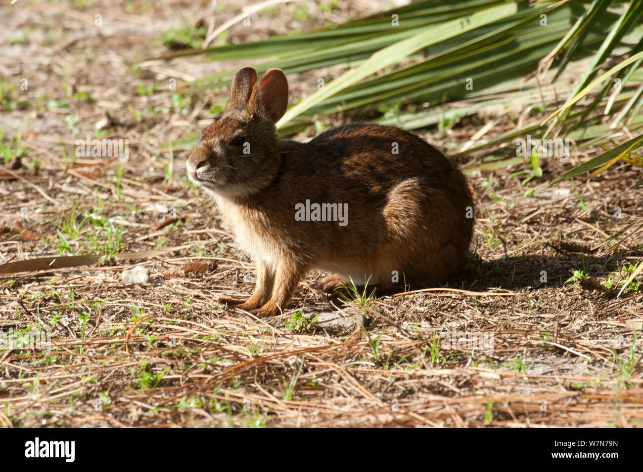 Swamp Rabbit (Sylvilagus aquaticus) Everglades National Park, South ...