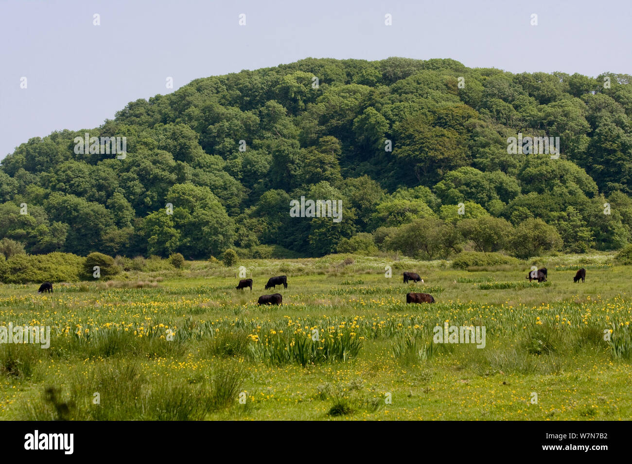 Extensive cattle hi-res stock photography and images - Alamy
