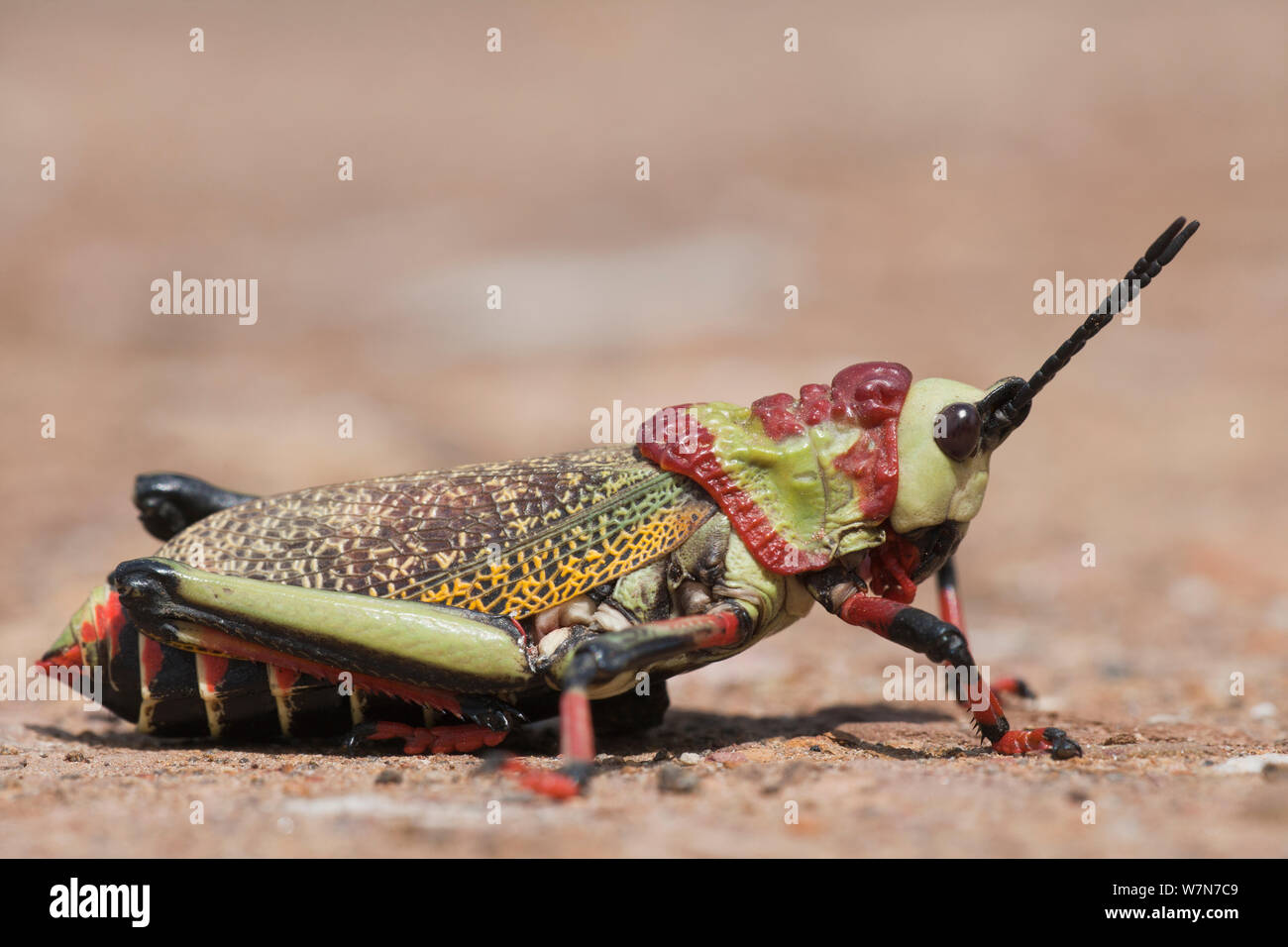 Koppie Foam / Foaming Grasshopper (Dictyophorus spumans). Umfolozi ...