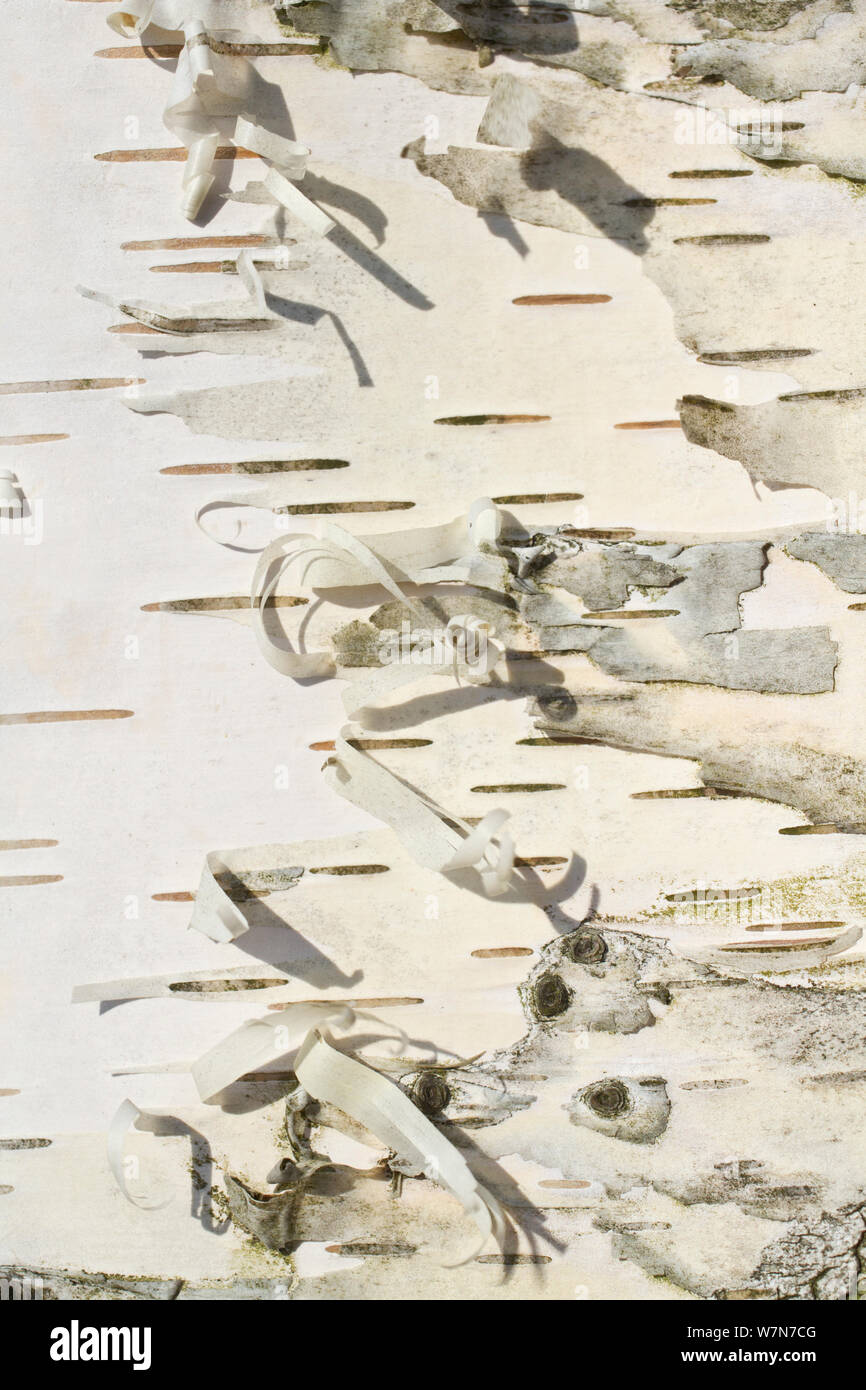 Detail of peeling Silver Birch (Betula pendula) bark. Nature Reserve ...