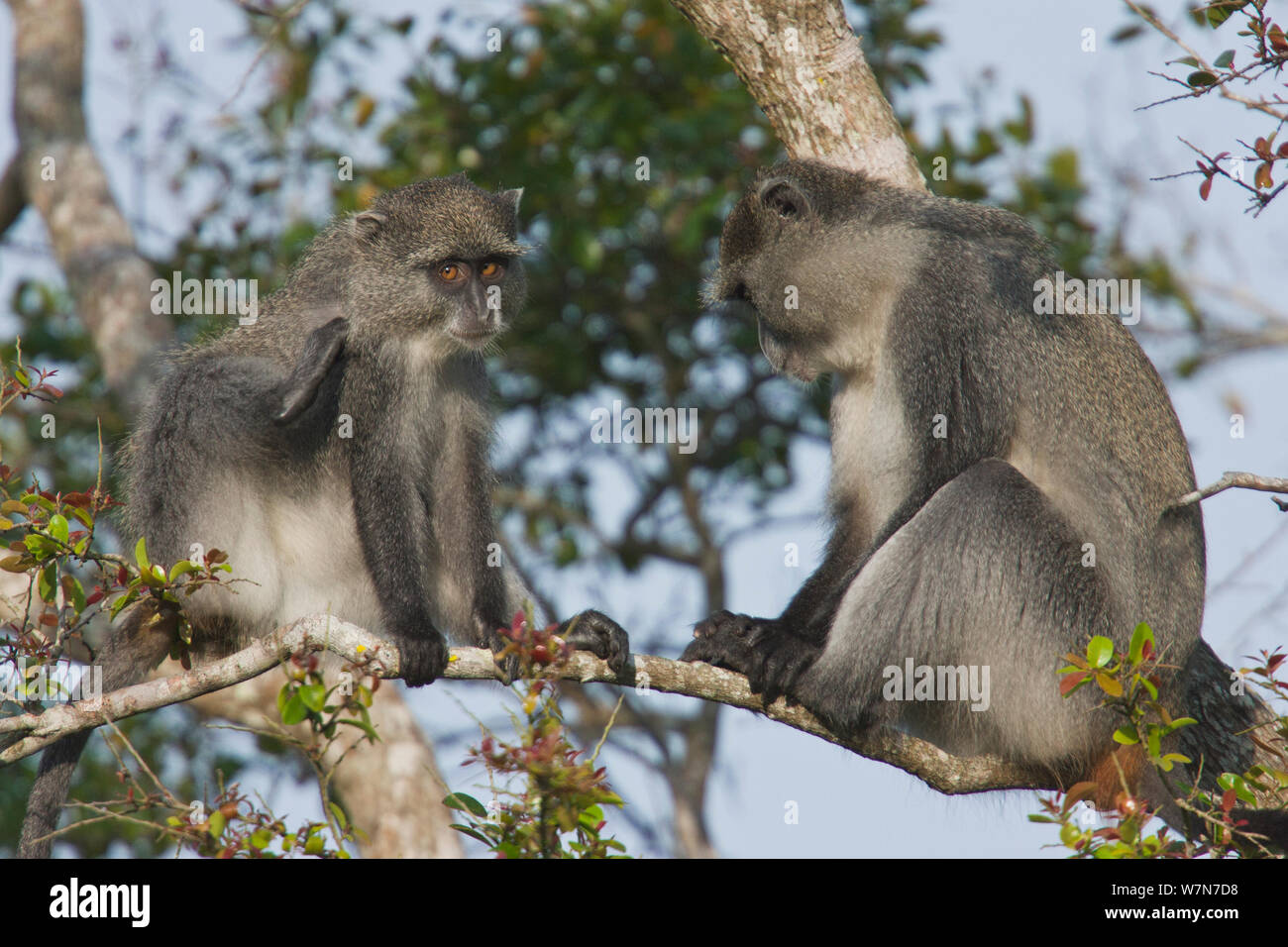 St lucia wetland national park hi-res stock photography and images - Alamy