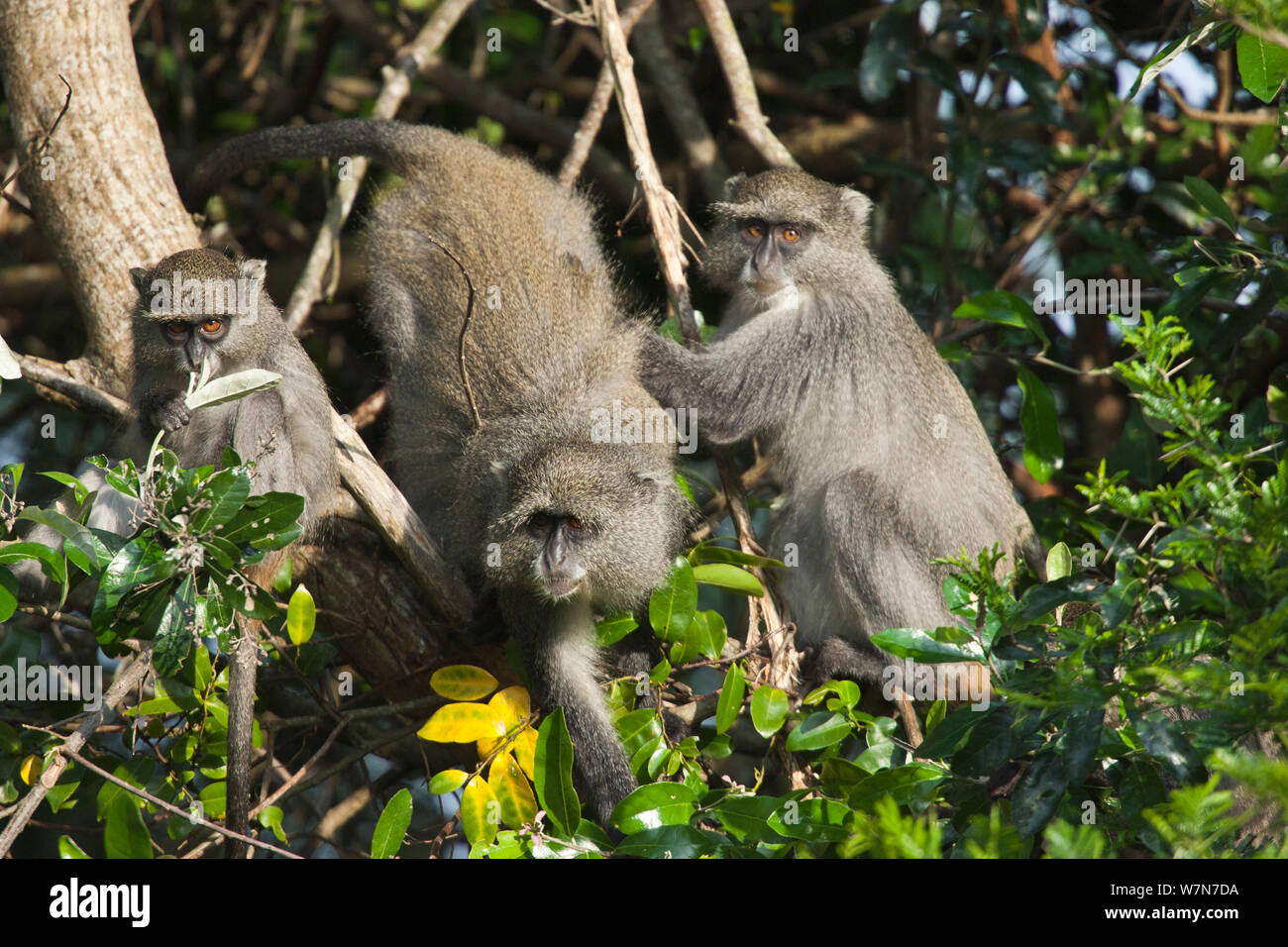 Vervet Monkeys ( Cercopithecus aethiops / pygerythrus) in tree. St ...