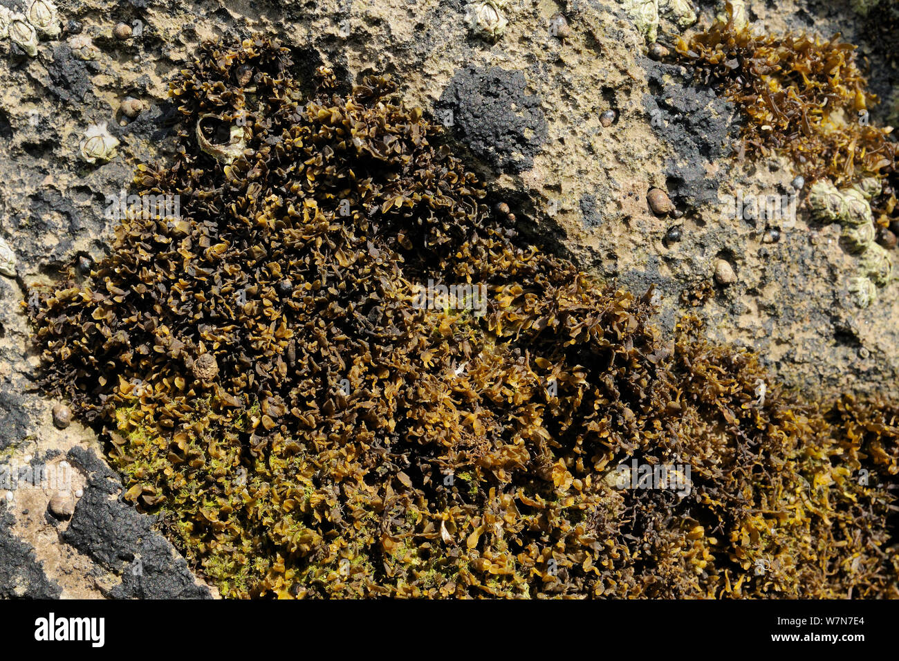 Seaweed growing on the rocks hi-res stock photography and images - Alamy
