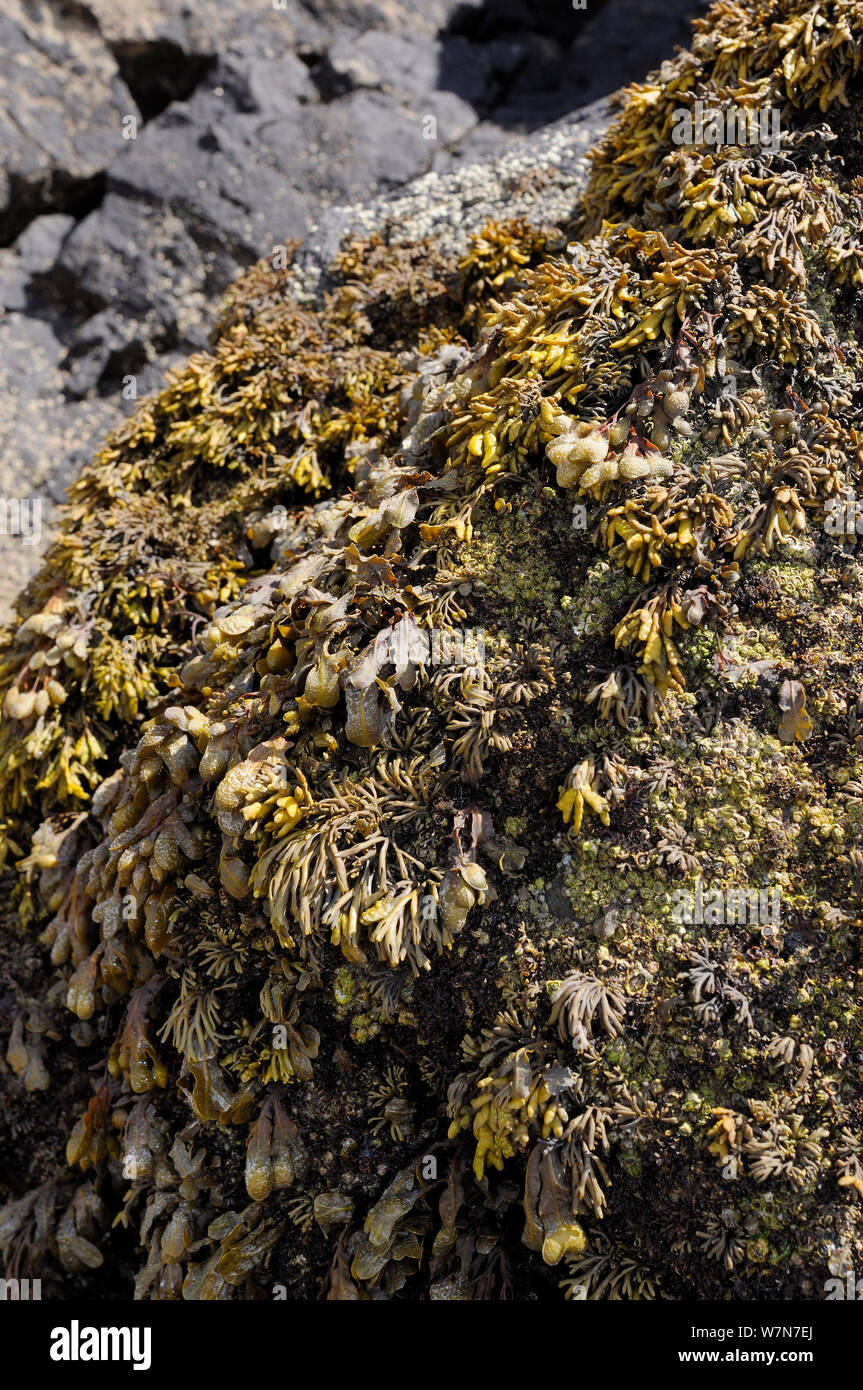Channelled wrack (Pelvetia canaliculata) above and Spiral / Flat wrack ...