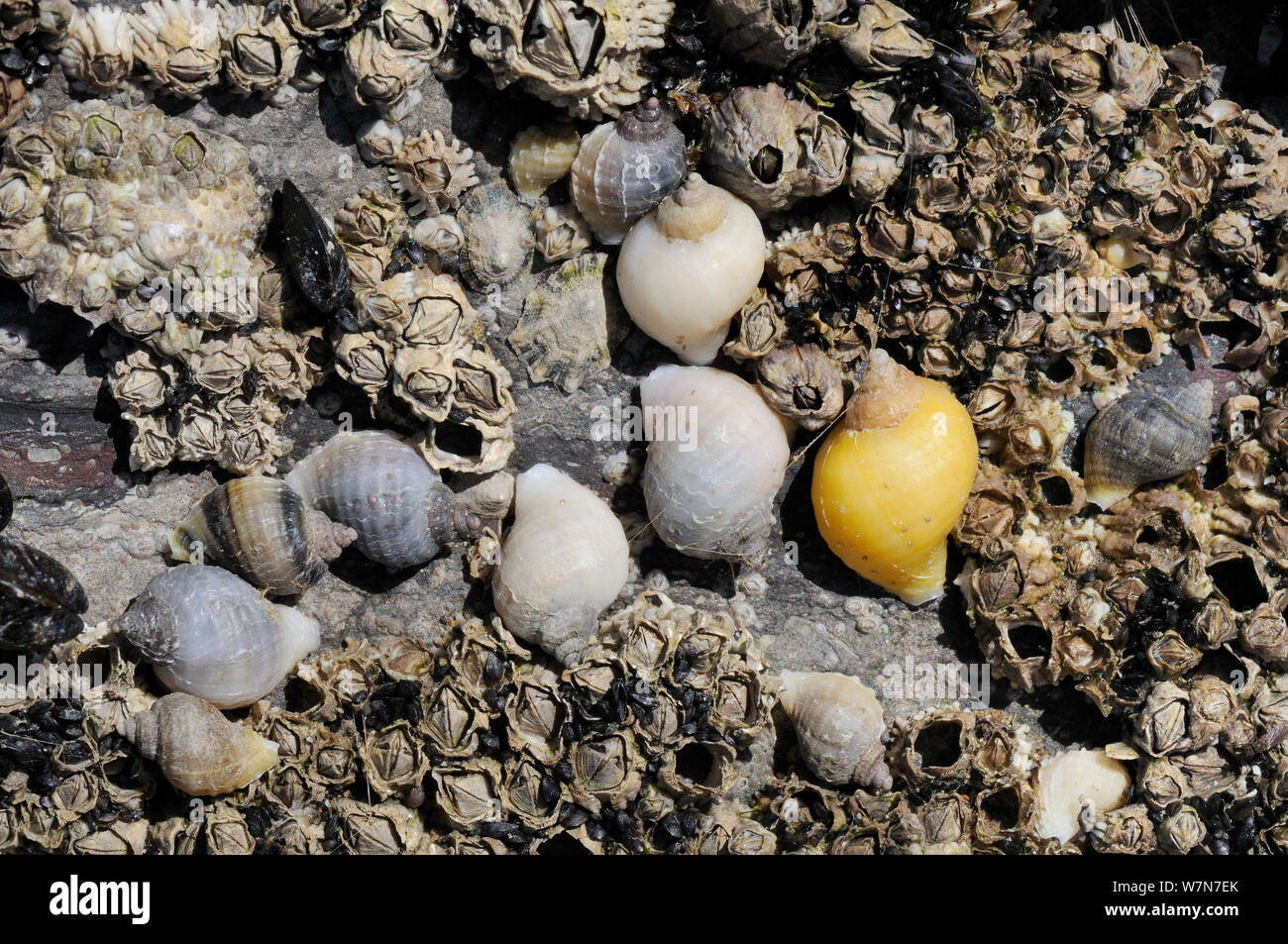 Dog whelks (Nucella lapillus) with varied colours and patterning ...