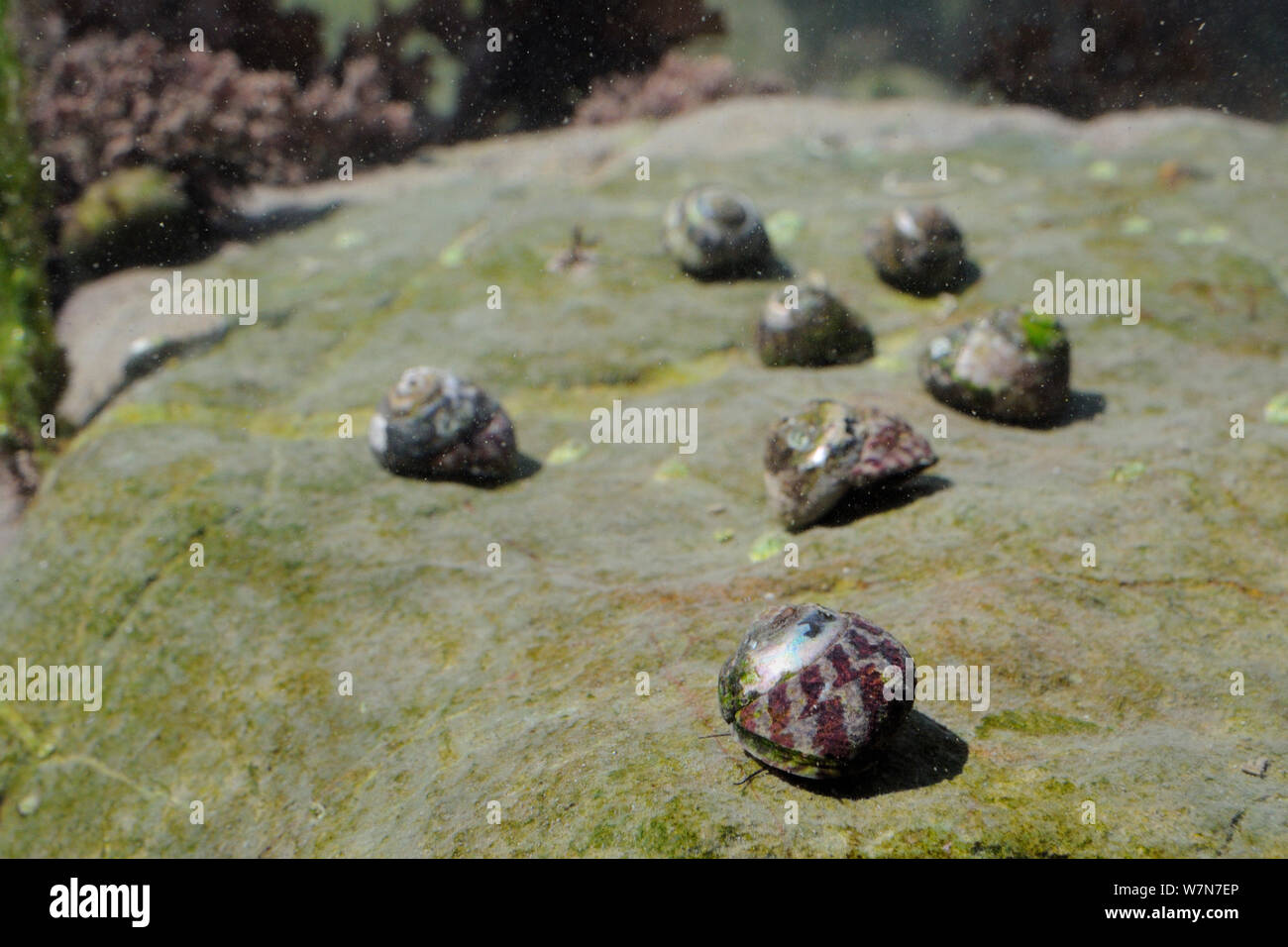 Group of Flat / Purple top shells (Gibbula umbilicalis) grazing algae ...