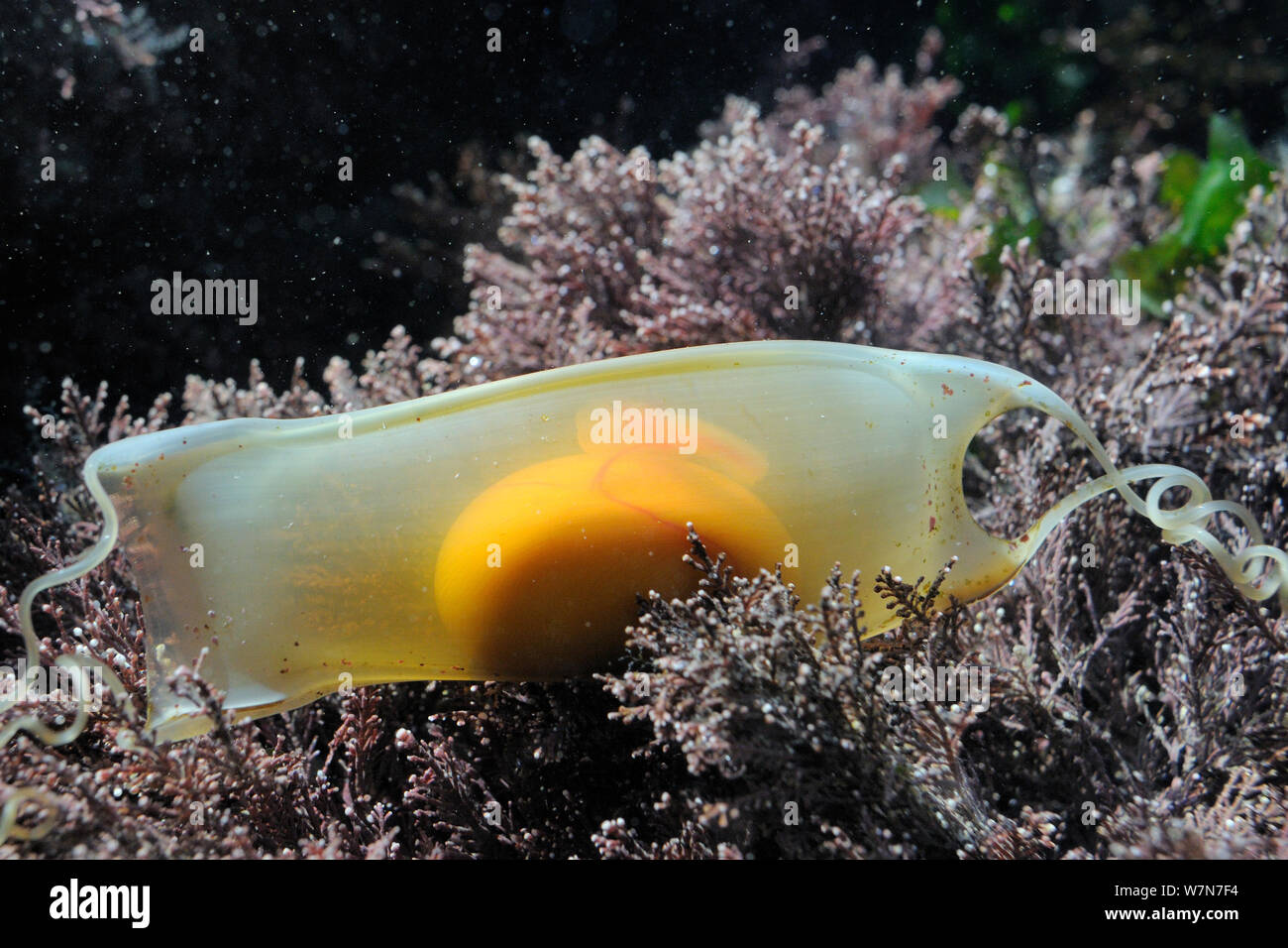 Coral Catshark Egg Coral Catshark Egg