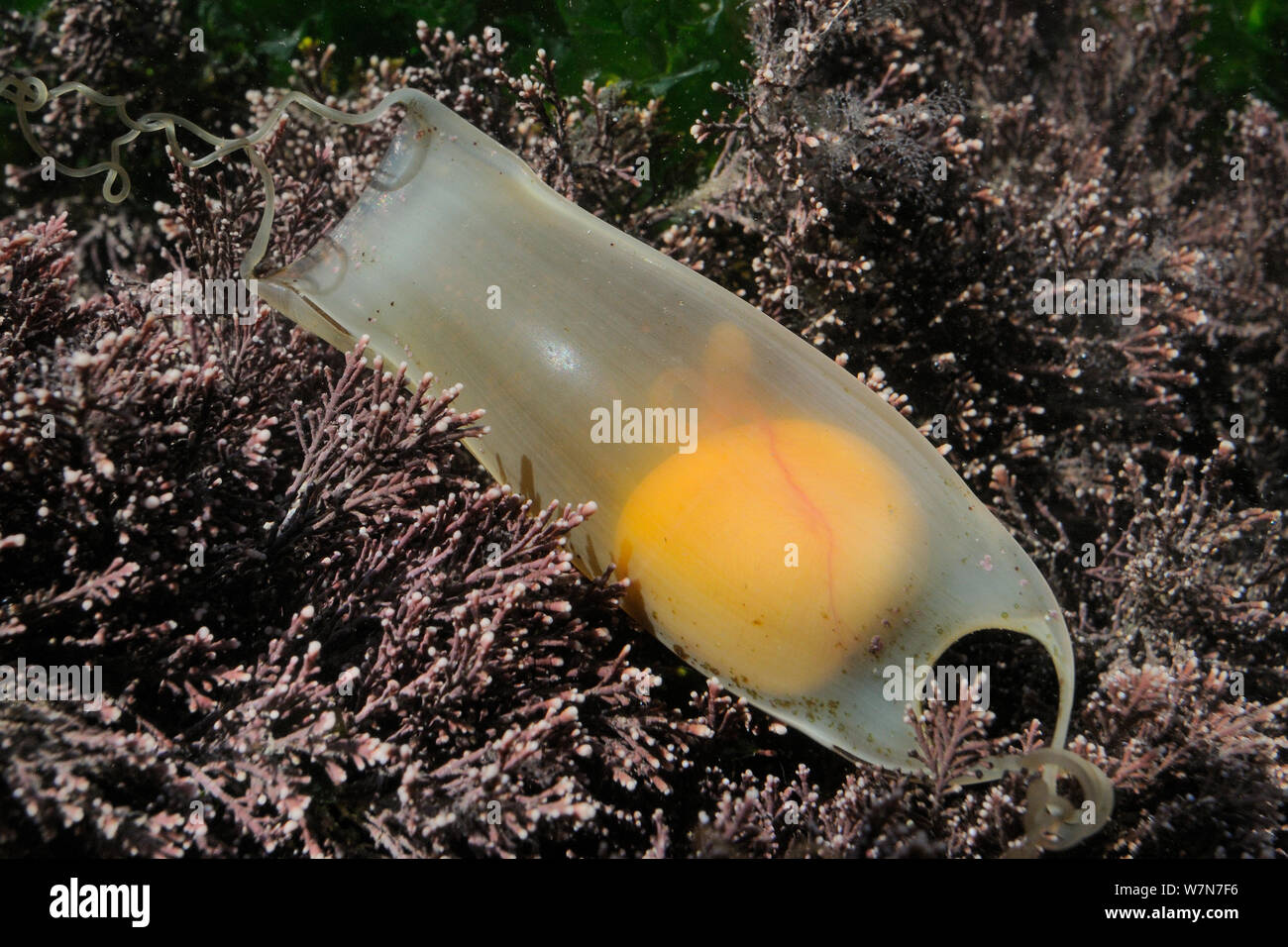 Yolk and developing embryo visible in Mermaid's purse egg case of ...