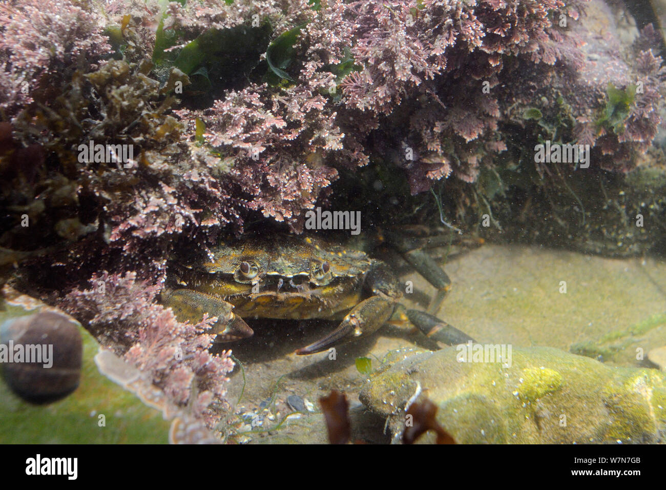 Shore crab (Carcinus maenas) camouflaged as it hides in a crevice below ...