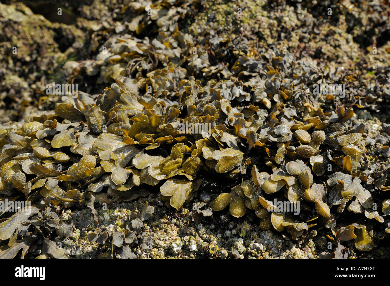 Spiral / Flat wrack (Fucus spiralis) growing on rocks high on the ...