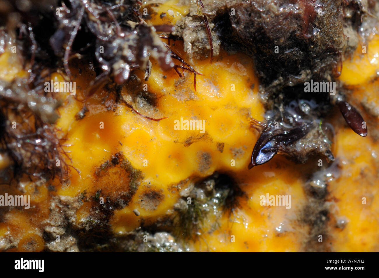 Close up of Yellow boring sponge (Cliona celata) on limestone rocks ...