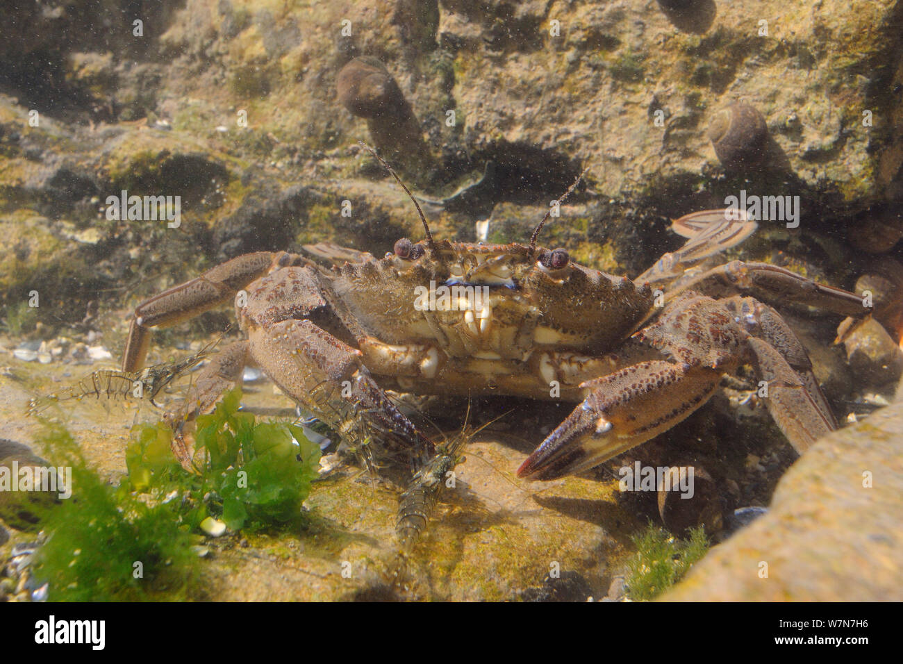 Velvet swimming crab (Necora / Liocarcinus puber) and Common prawns ...