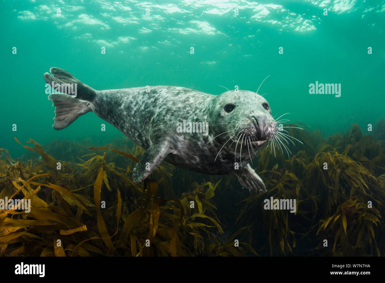 Atlantic grey seals underwater hi-res stock photography and images - Alamy