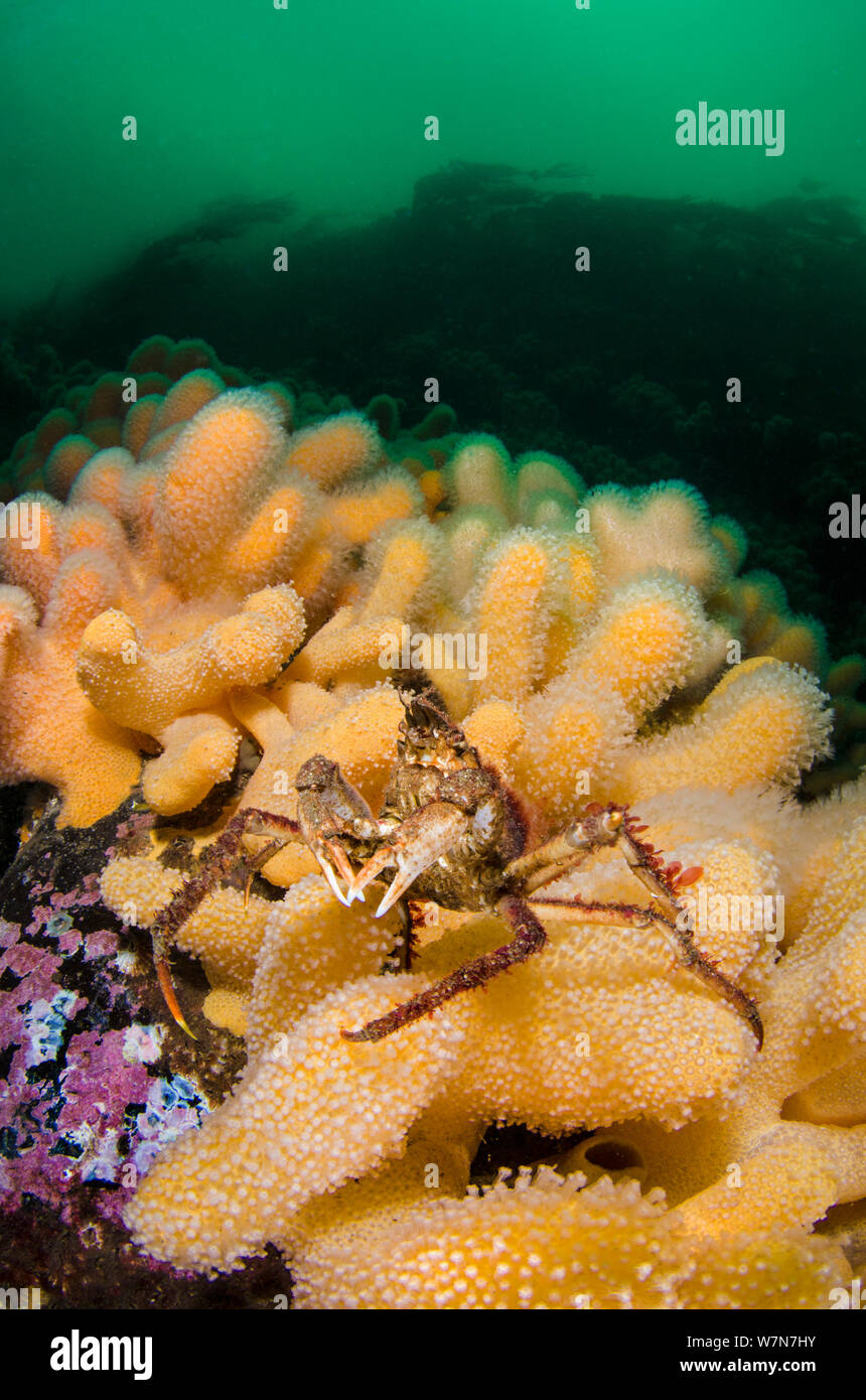 Great spider crab (Hyas araneus) on Deadman's fingers (Alcyonium ...
