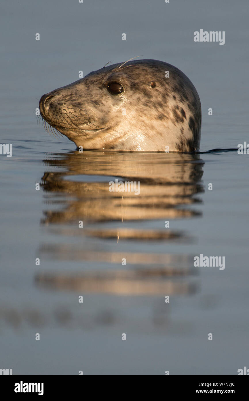 Female Grey seal (Halichoerus grypus) at the surface, Cairns of Coll ...