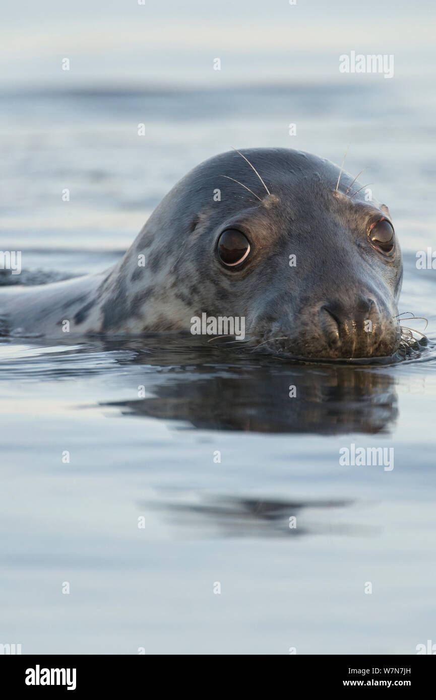 Female Grey seal (Halichoerus grypus) at the surface, Cairns of Coll ...