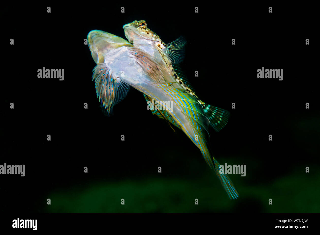 Pair of Reticulated dragonet (Callionymus reticulatus) spawning Stock ...