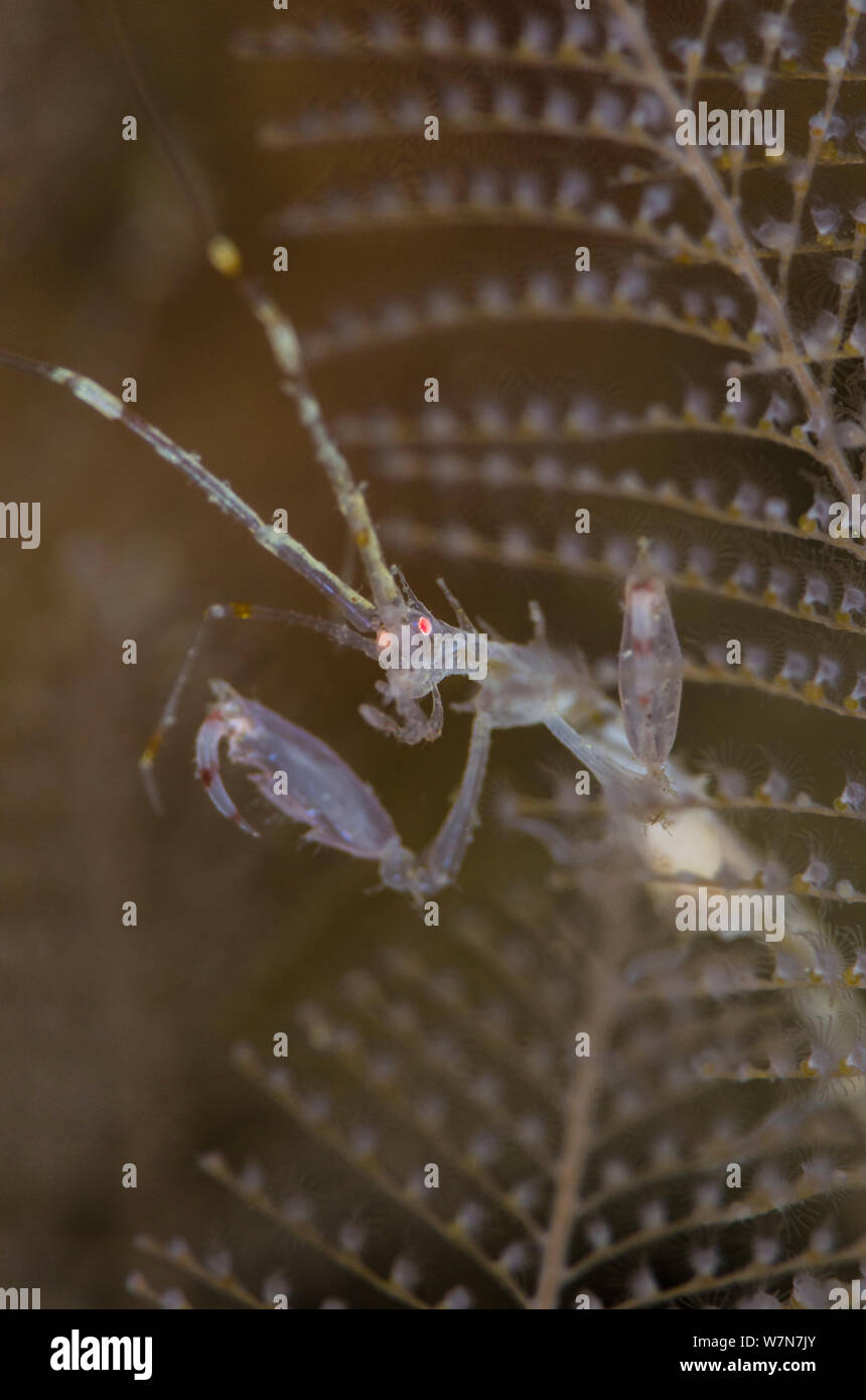 Female Ghost shrimp (Caprella linearis) amongst the branches of ...