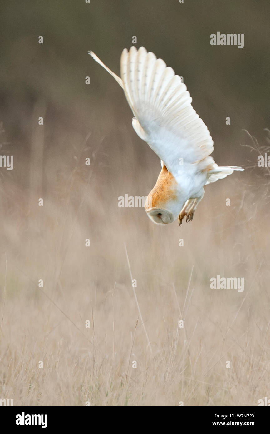 Barn owls march hi-res stock photography and images - Alamy