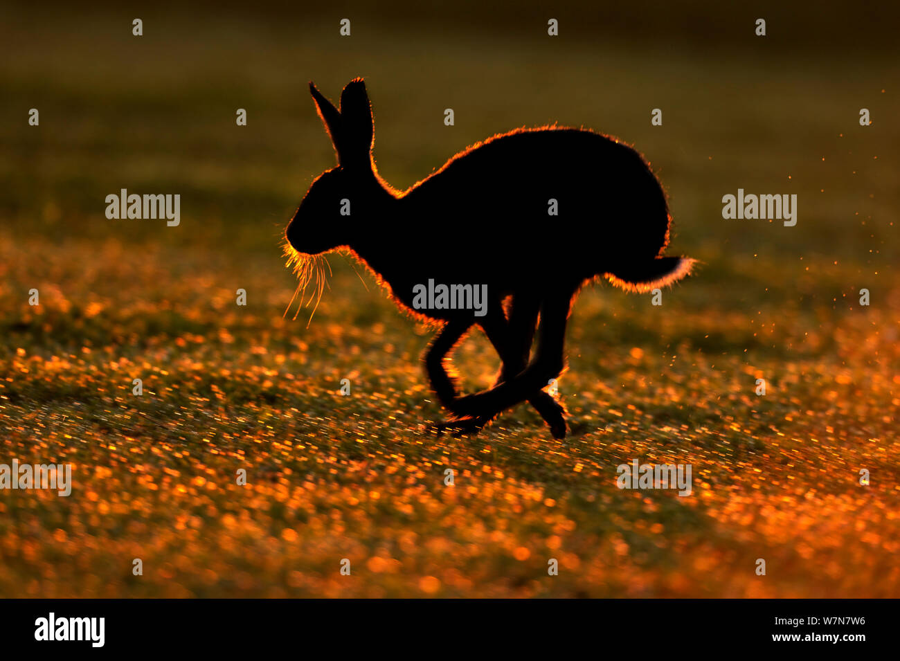 European Hare (Lepus europaeus) silhouetted. Wales, UK, June Stock ...