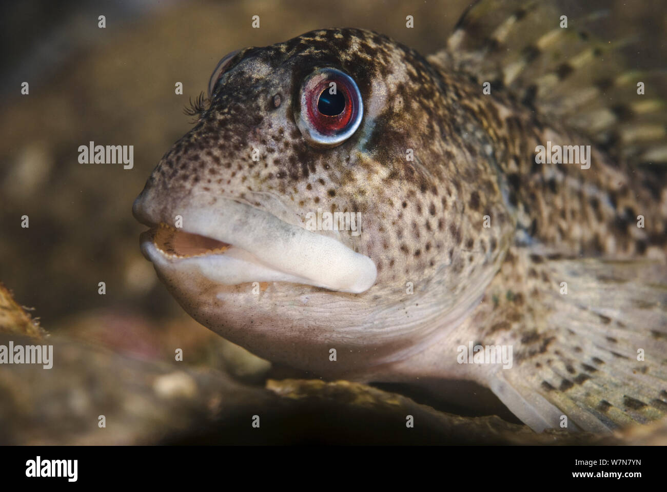 Shanny fish uk hi-res stock photography and images - Alamy