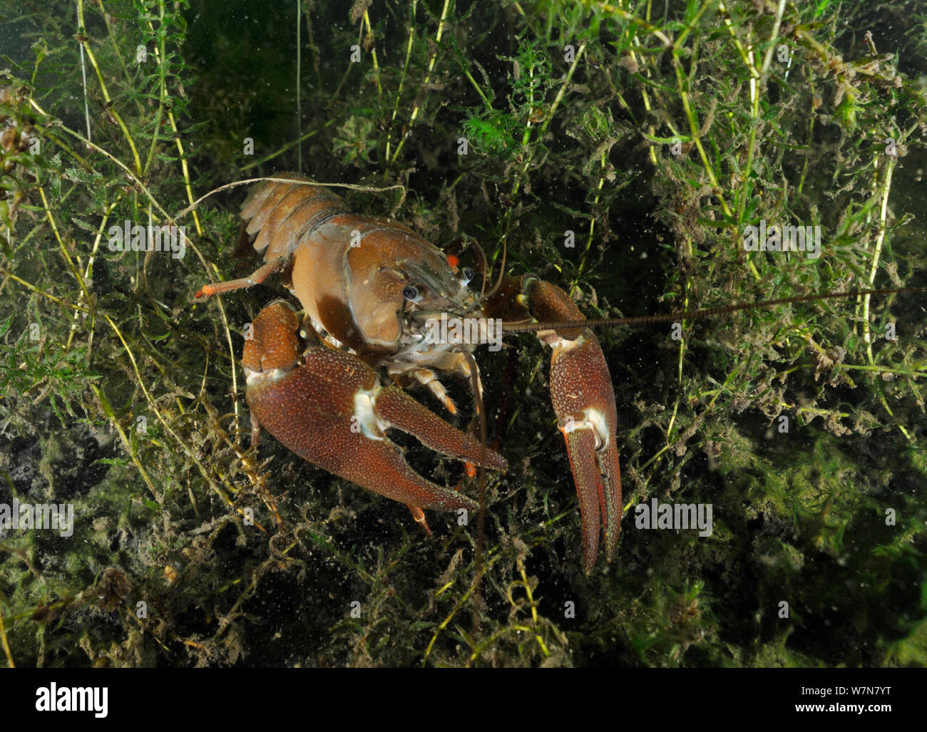 Pacifastacus leniusculus uk hi-res stock photography and images - Alamy