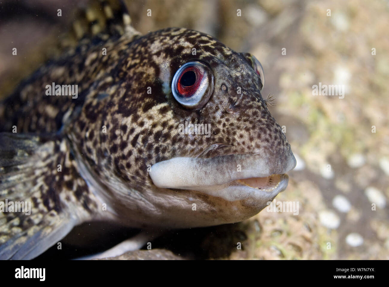 Shanny fish uk hi-res stock photography and images - Alamy