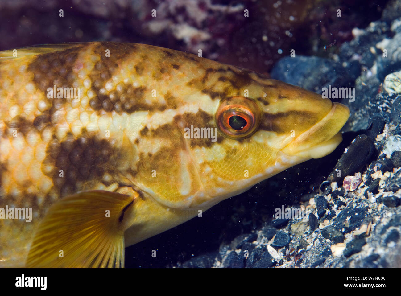 Ballan wrasse (Labrus bergylta), Porthkerris cove, Cornwall, England ...