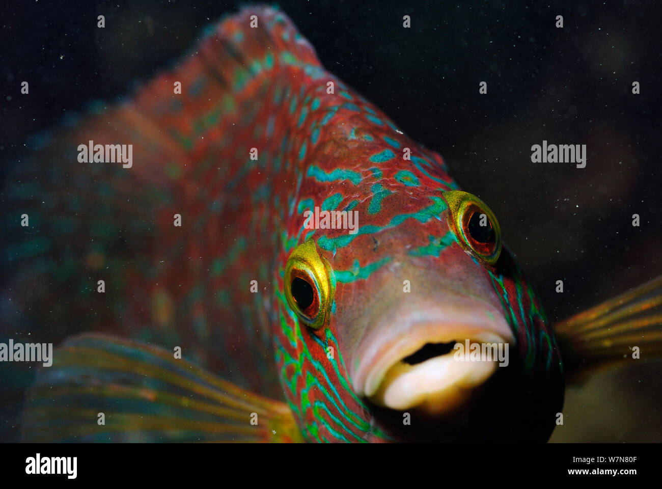 Male Corkwing wrasse (Crenilabrus melops), Swanage, Dorset, England, UK ...